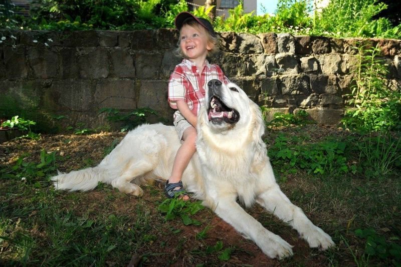 saucesnici-u-raznim-nevoljama-decak-i-pas-najbolji-prijatelji-od | Yumama