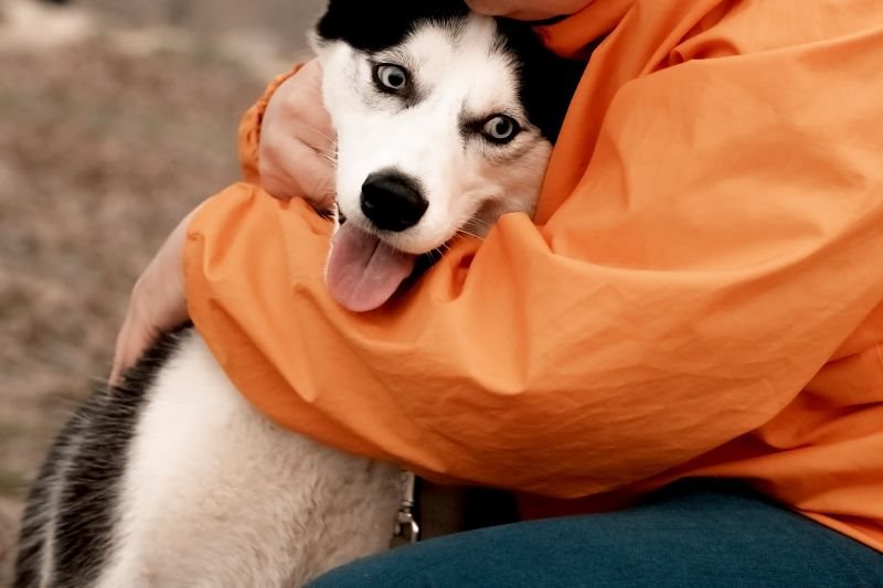 pas-haski-napustena-beba-cebe-ostavljena | Yumama